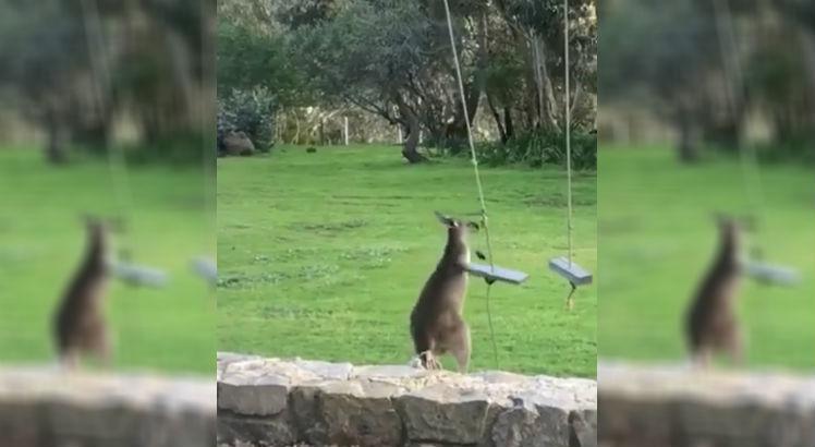 Este canguru ‘brigando’ com um balanço é a verdadeira definição de ...
